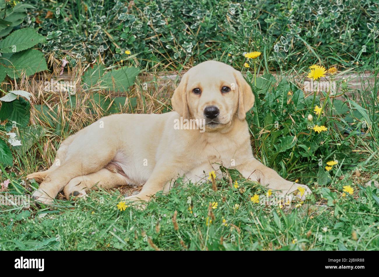 Garden lab hi-res stock photography and images - Alamy