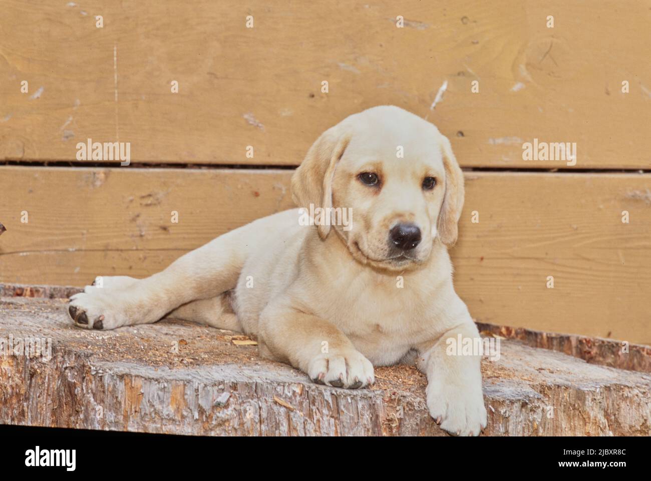 Yellow lab puppy on trunk Stock Photo - Alamy