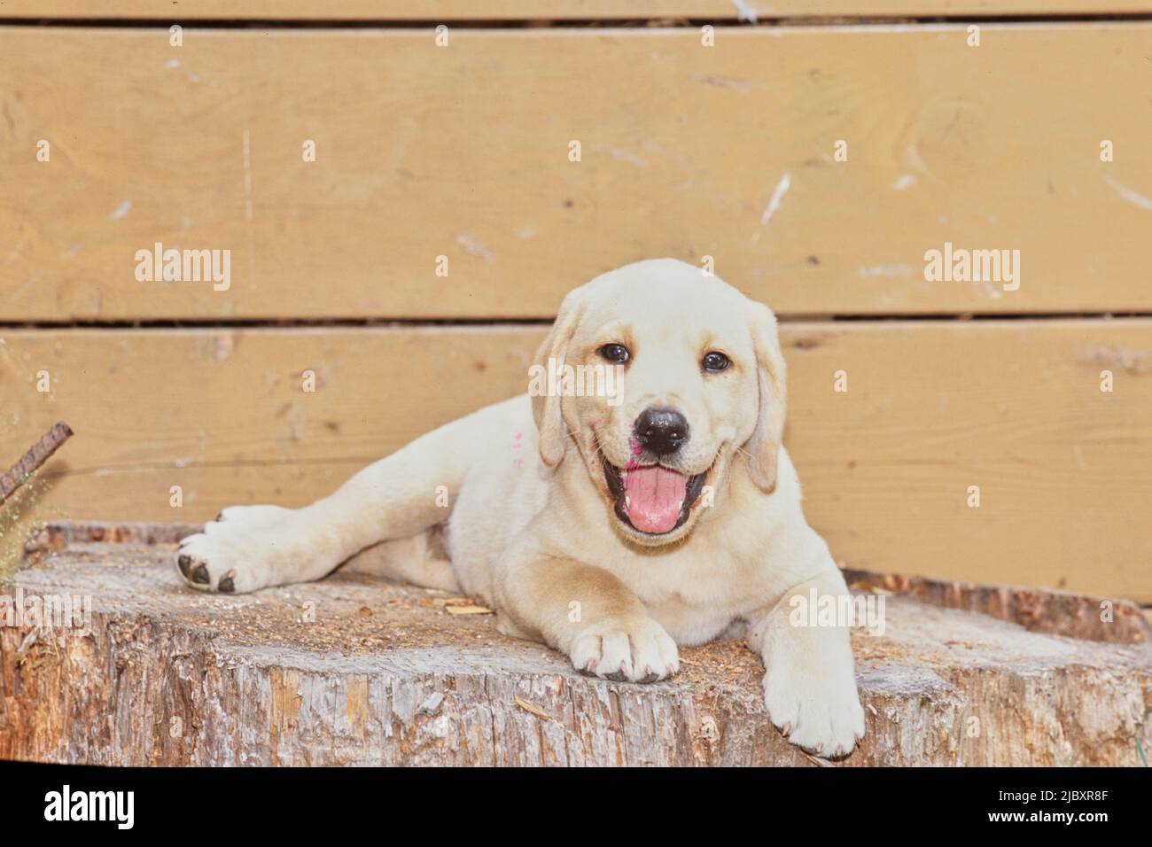 Yellow lab puppy on trunk Stock Photo - Alamy