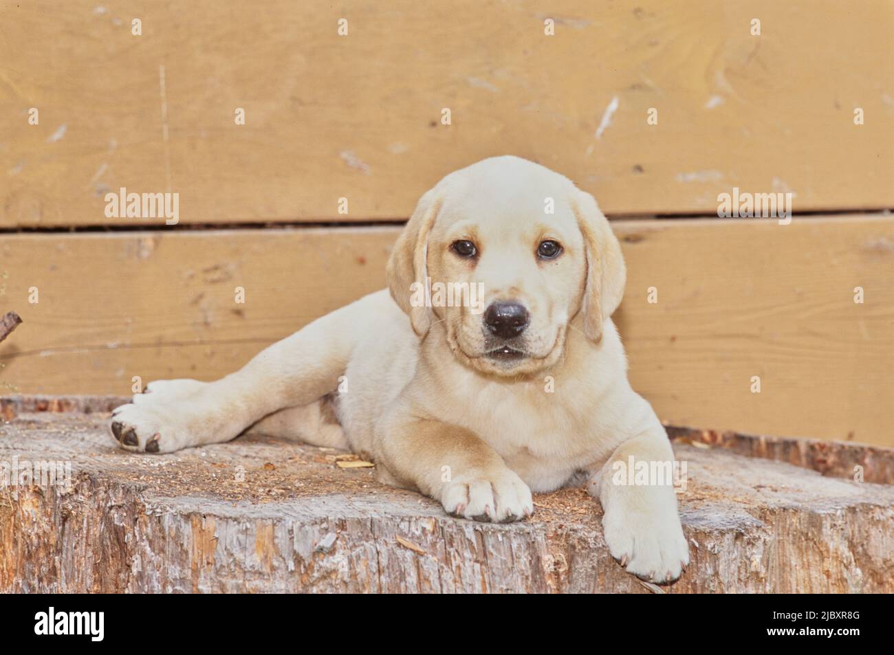 Yellow lab puppy on trunk Stock Photo - Alamy