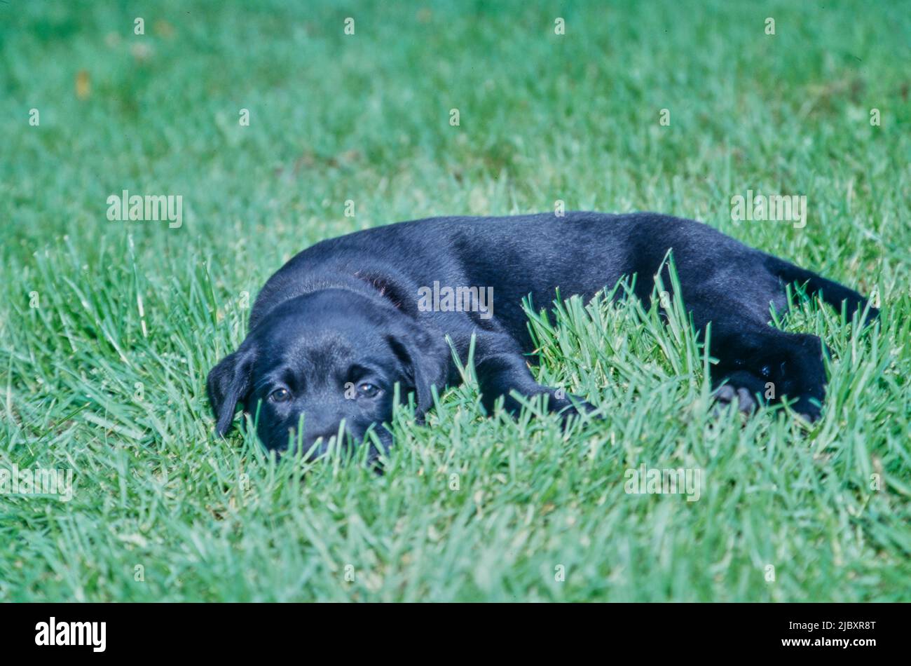 Black lab puppy in grass Stock Photo - Alamy