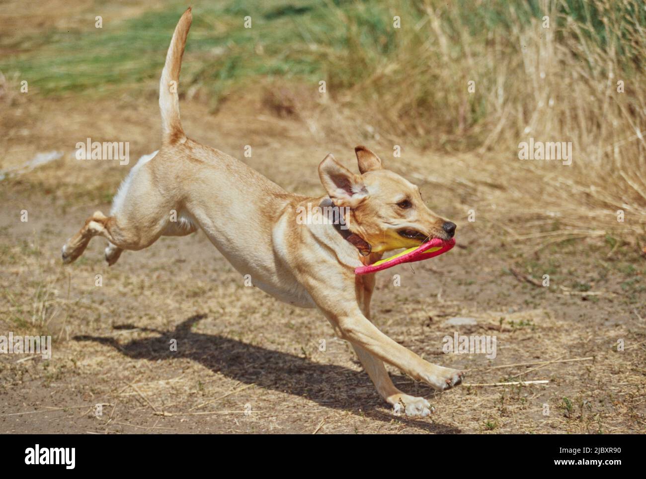 Yellow lab running in yard with frisbee toy Stock Photo - Alamy