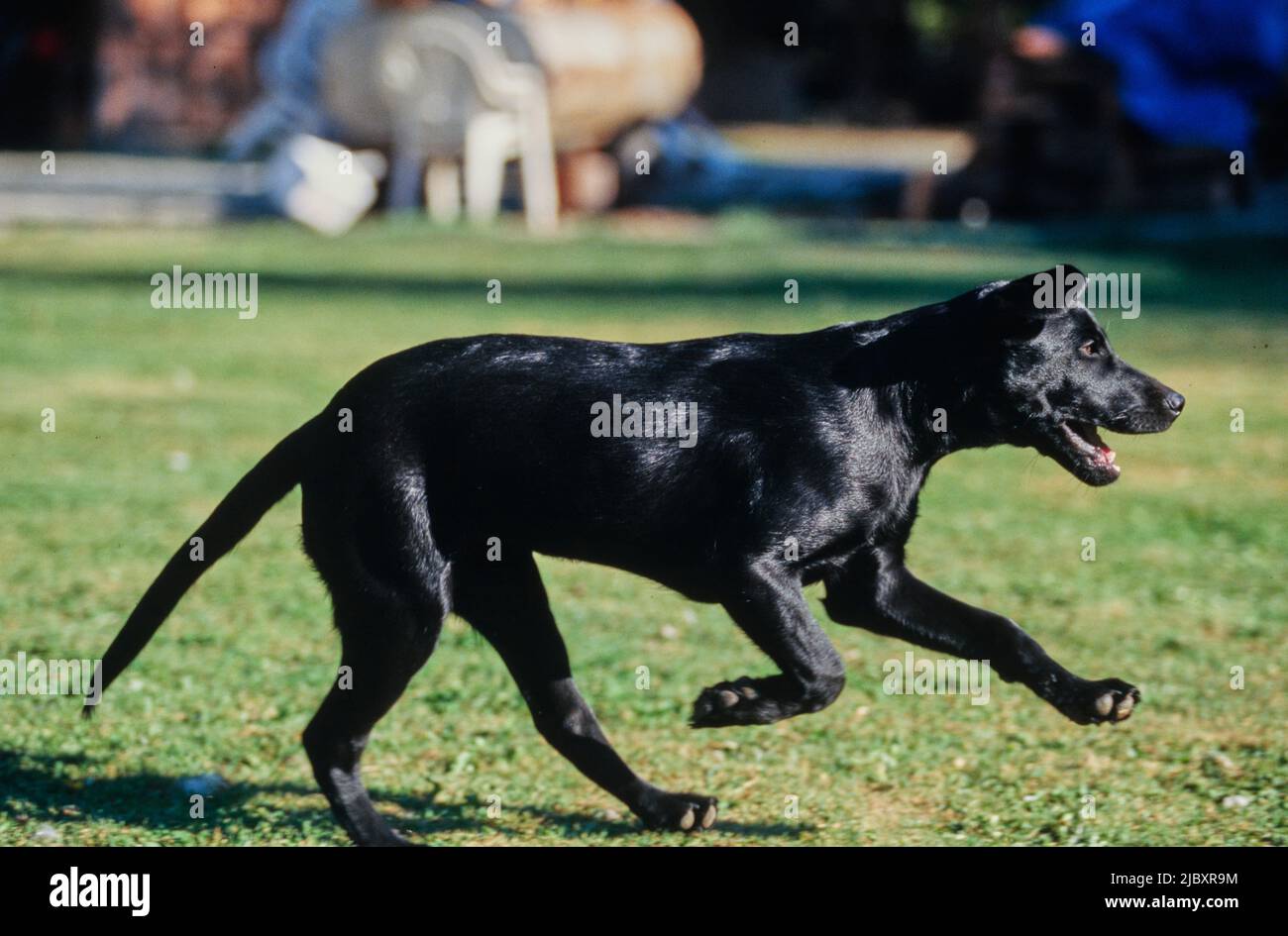 Young black lab running in grass Stock Photo - Alamy