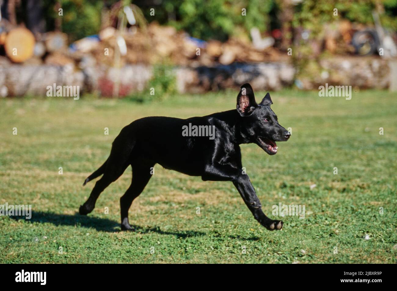 Young black lab running in grass Stock Photo - Alamy