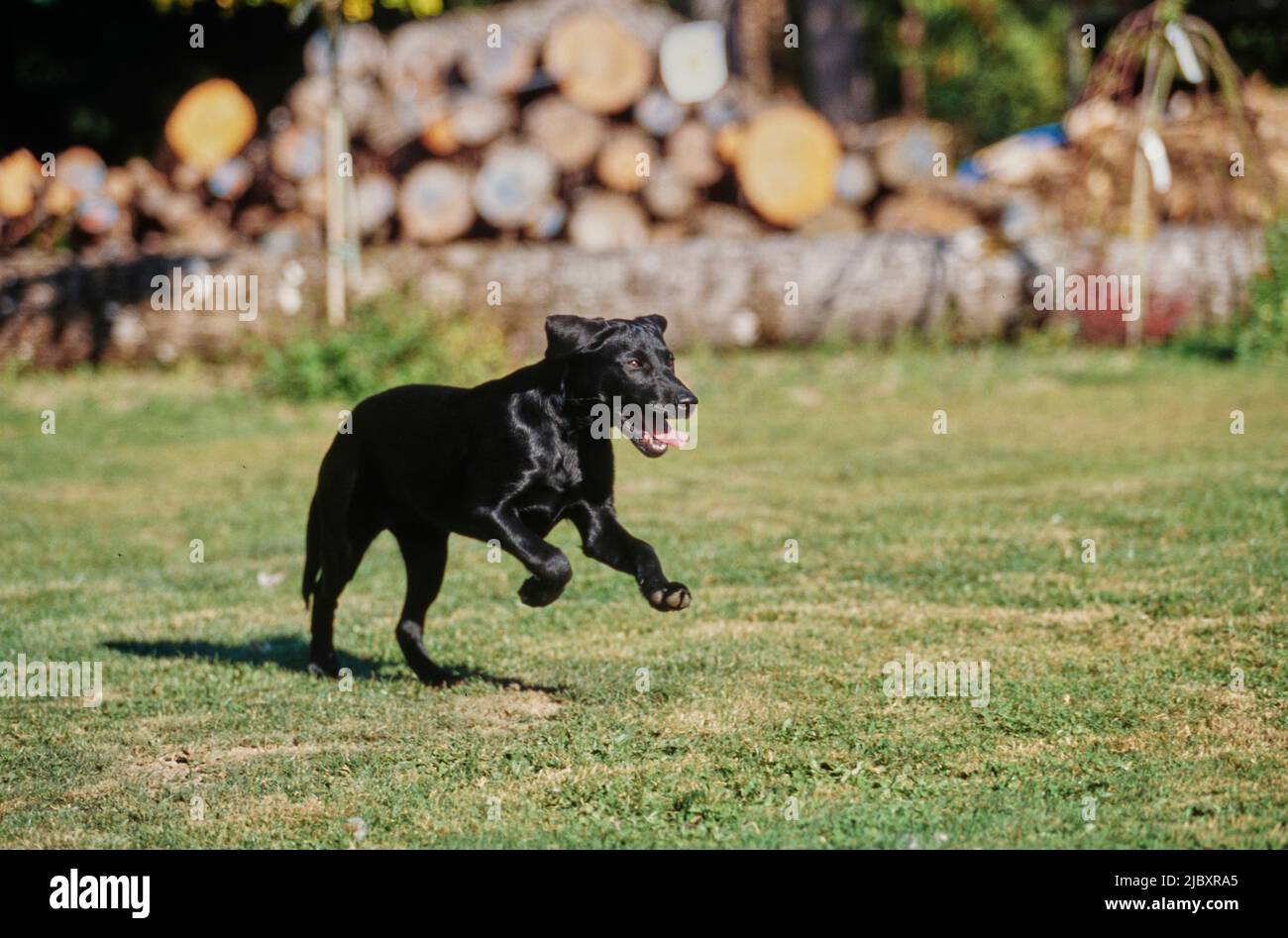 Young black lab running in grass Stock Photo - Alamy