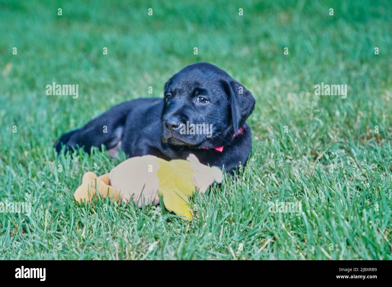 Black lab with toy hi-res stock photography and images - Alamy