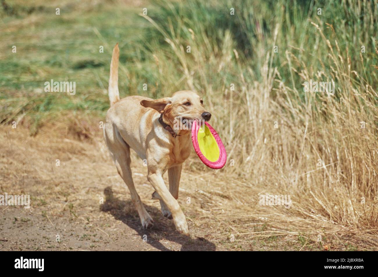 Yellow lab running in yard with frisbee toy Stock Photo - Alamy
