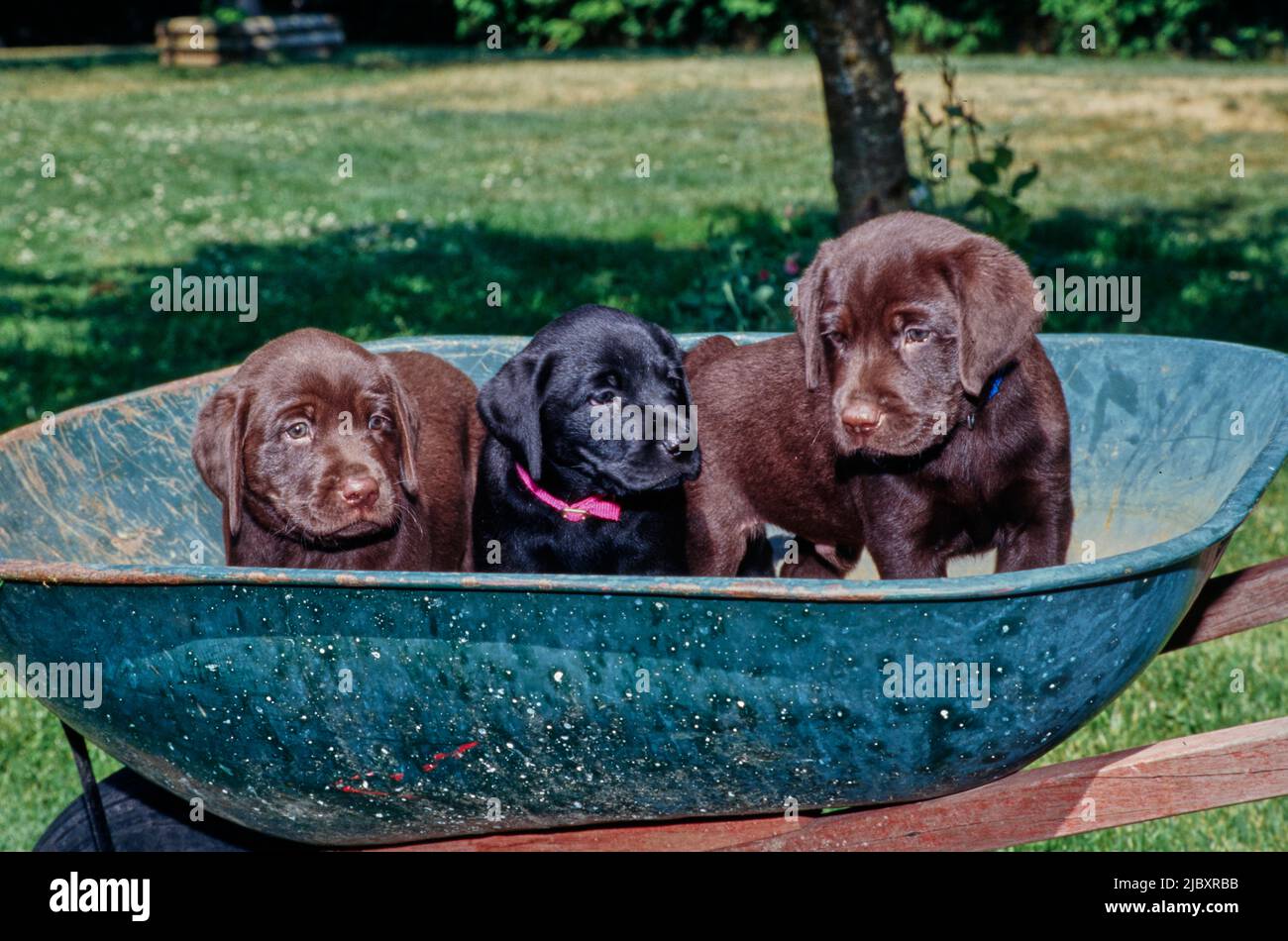 Box Of Chocolate Labs