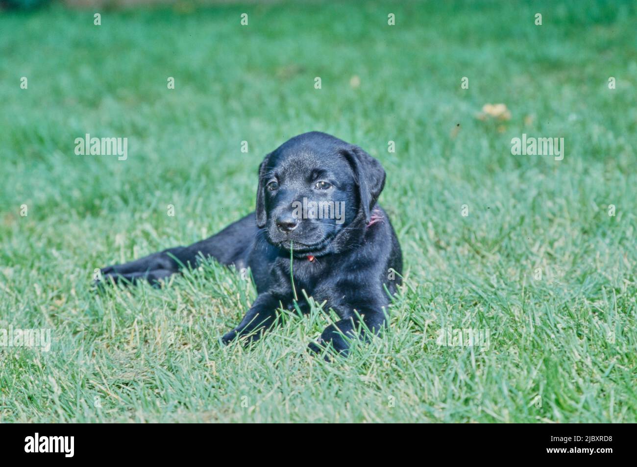 Black lab puppy hi-res stock photography and images - Alamy