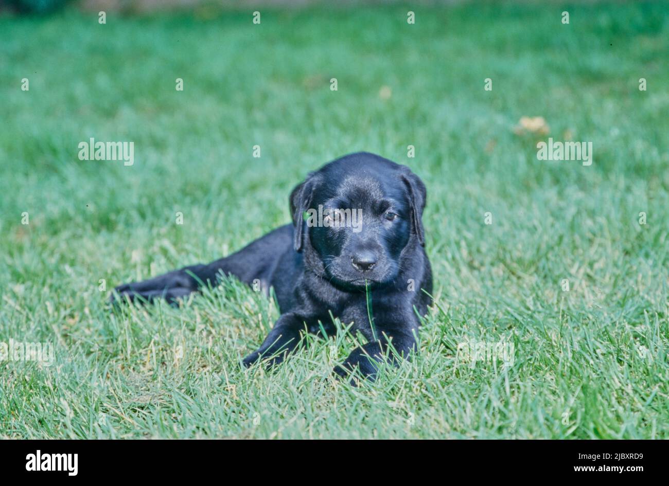 Black lab puppy in grass Stock Photo - Alamy