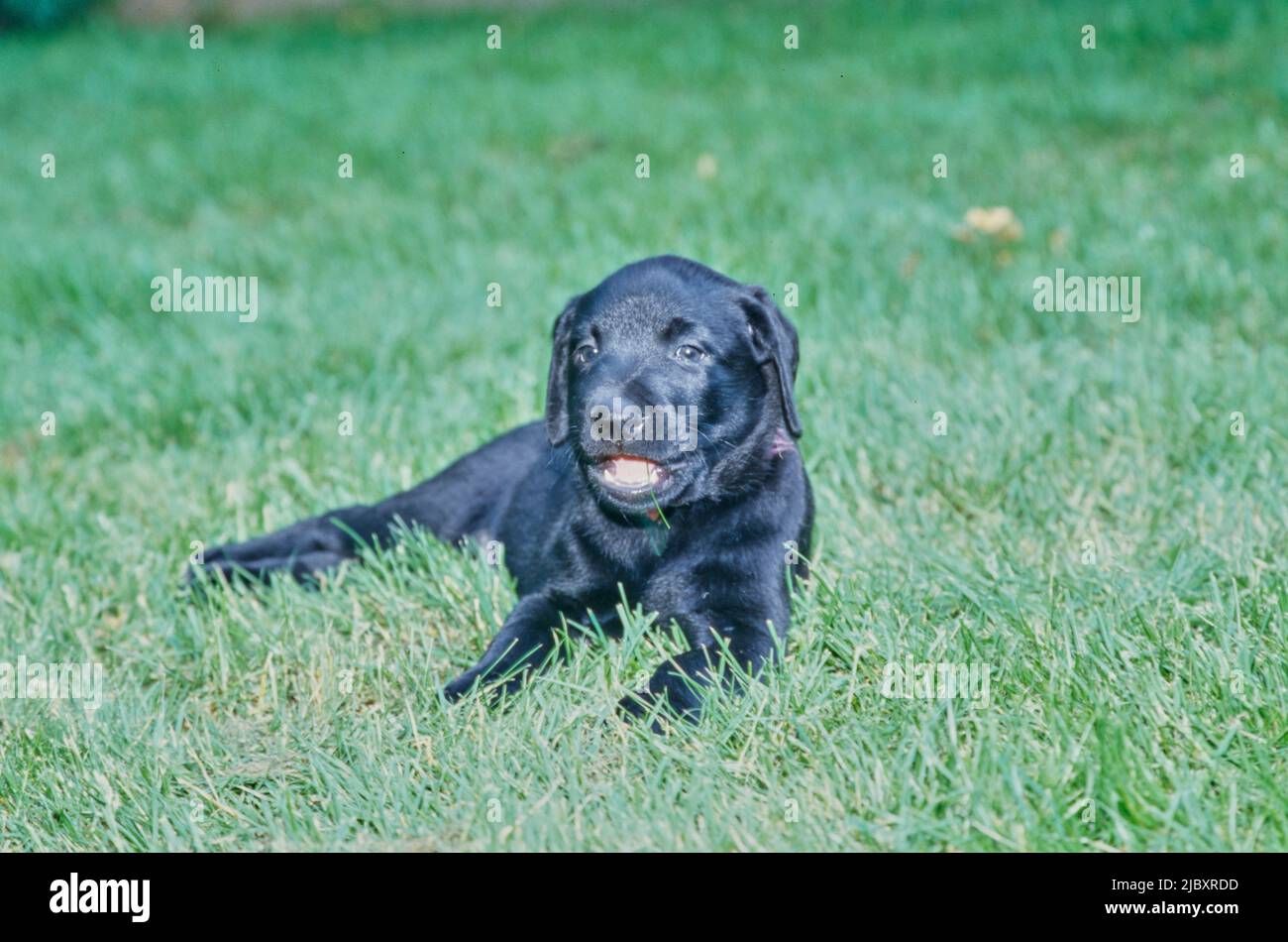 Black lab puppy in grass Stock Photo - Alamy