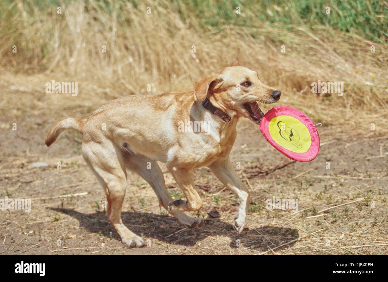 Yellow lab running in yard with frisbee toy Stock Photo - Alamy