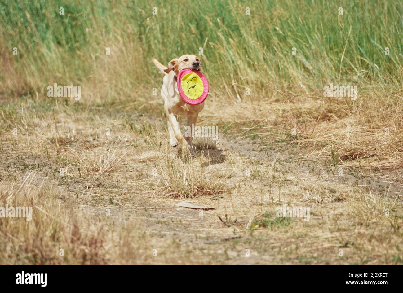 Yellow lab running in yard with frisbee toy Stock Photo - Alamy