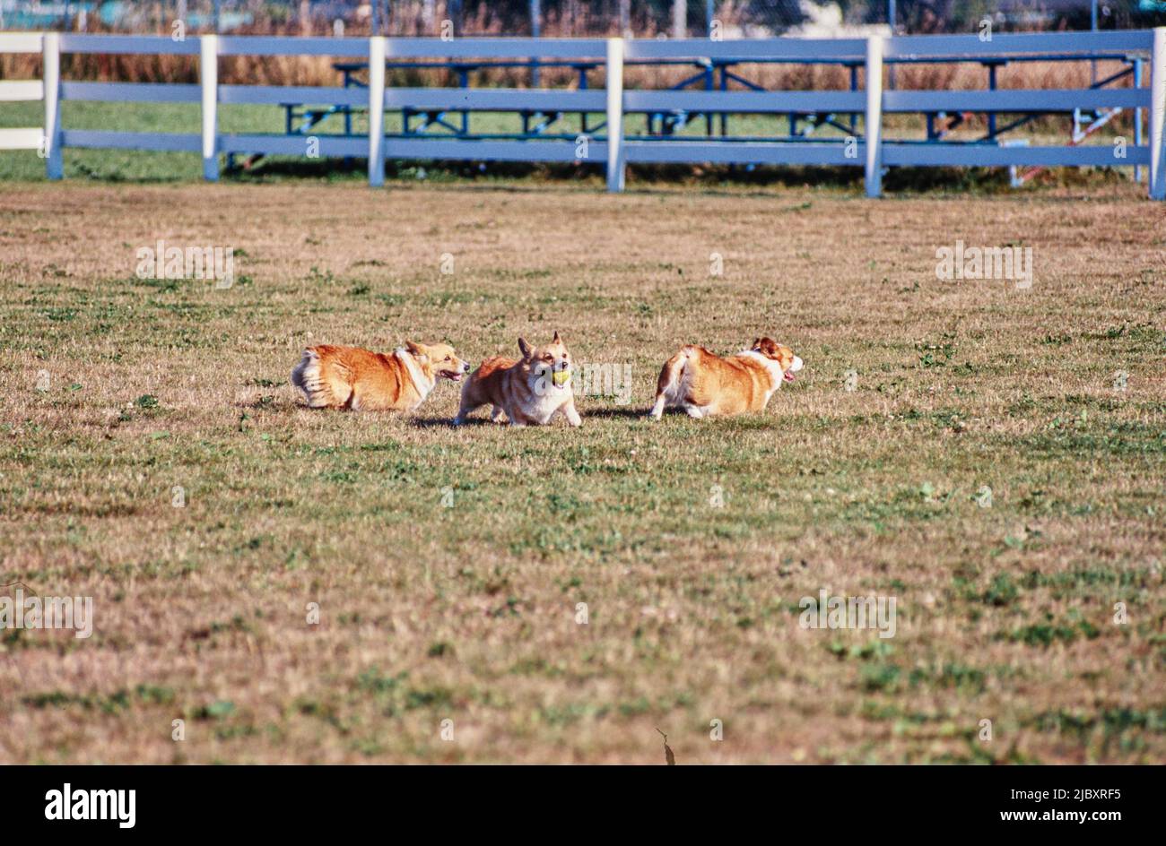 Corgis running in field with ball in mouth Stock Photo - Alamy