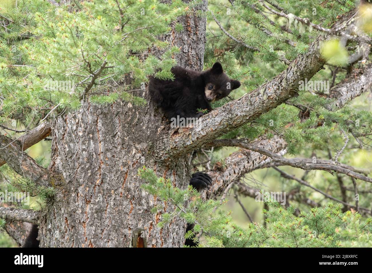 Black bear cubs tree hi-res stock photography and images - Alamy