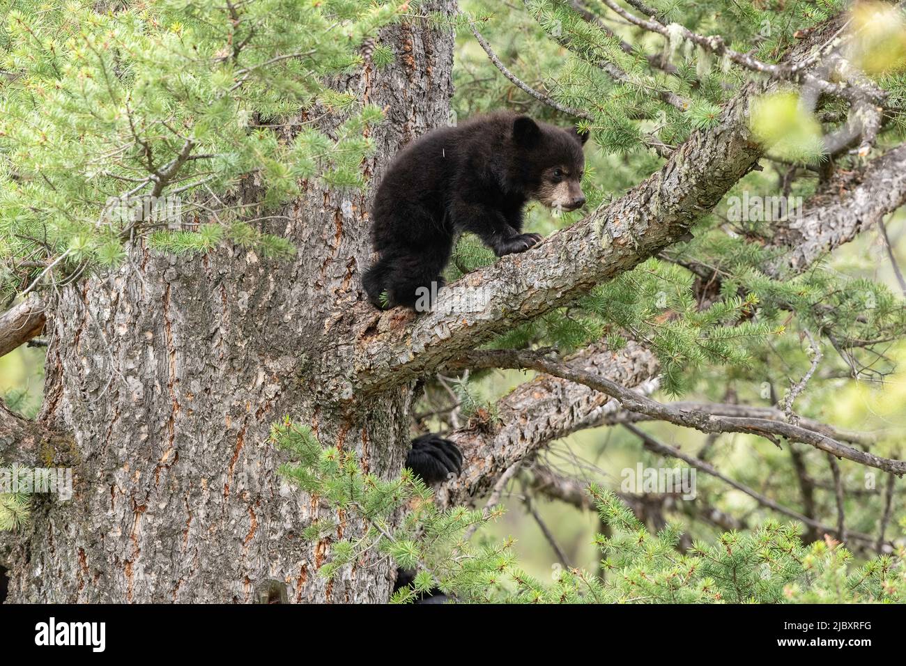 Black bear cubs tree hi-res stock photography and images - Alamy