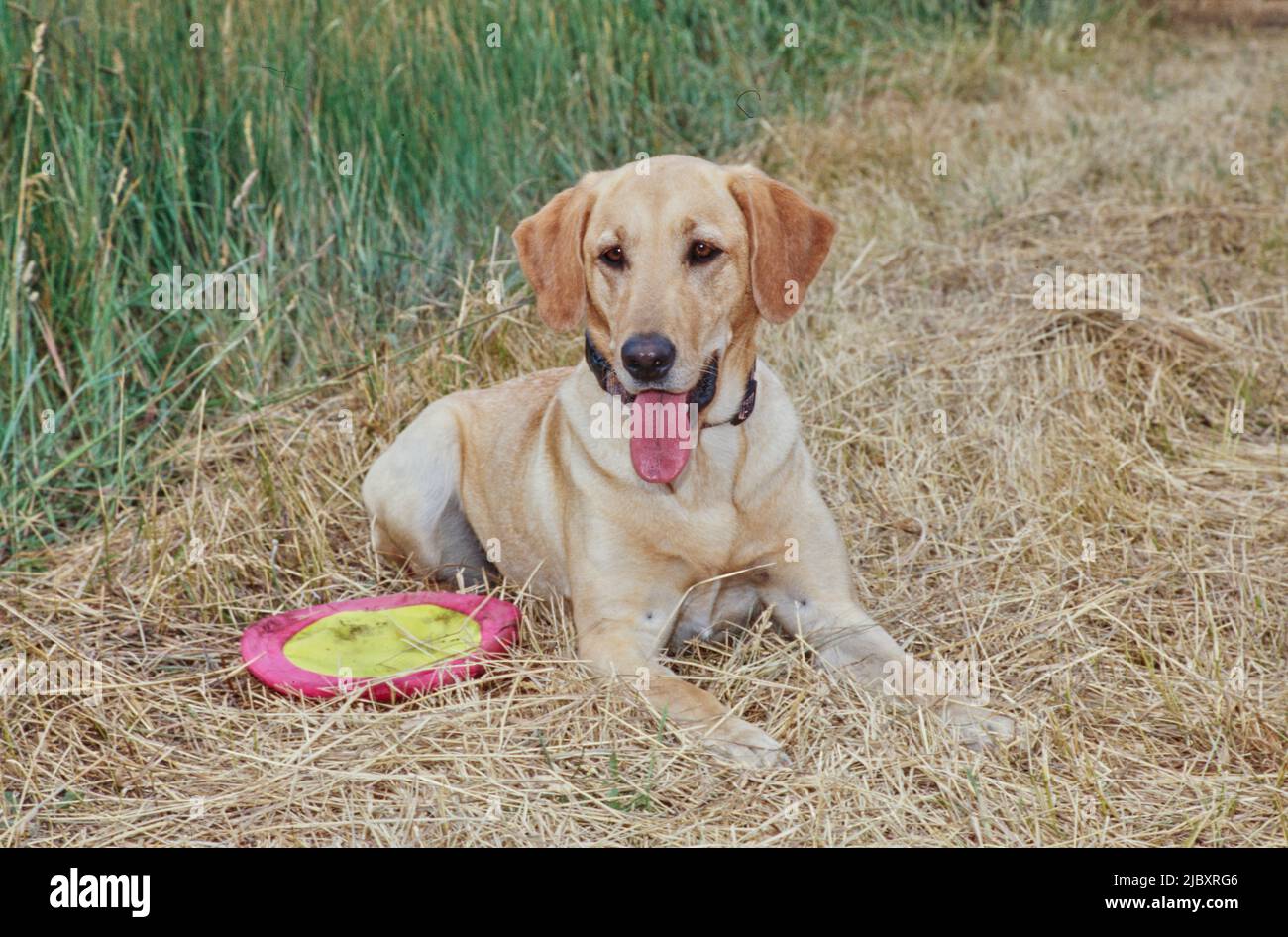 Yellow lab in grass with toy Stock Photo - Alamy