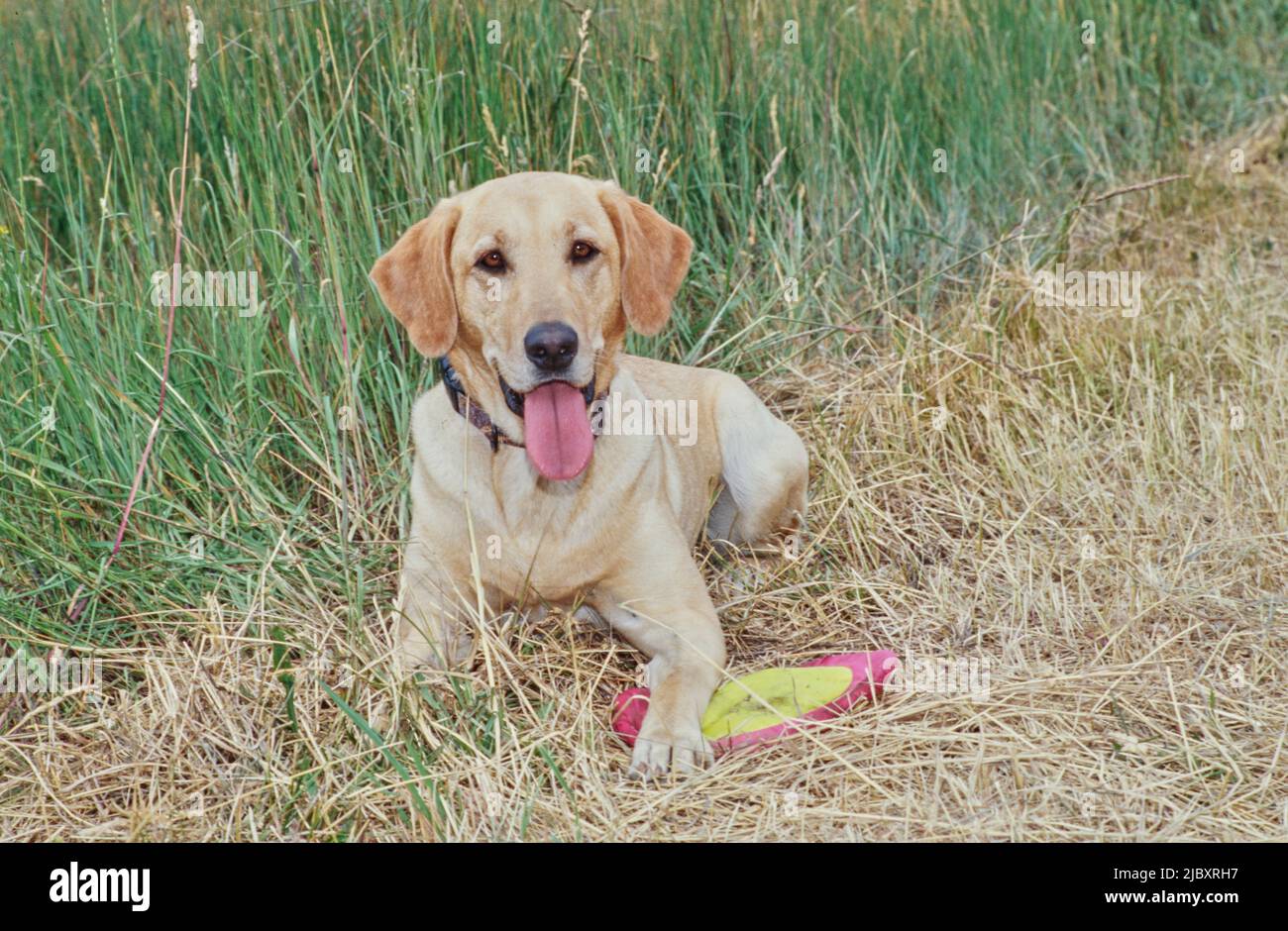 Yellow lab in grass with toy Stock Photo - Alamy