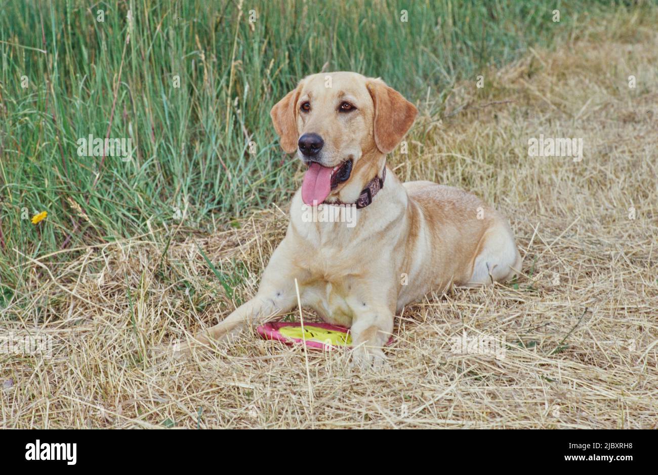 Lab with toy hi-res stock photography and images - Alamy