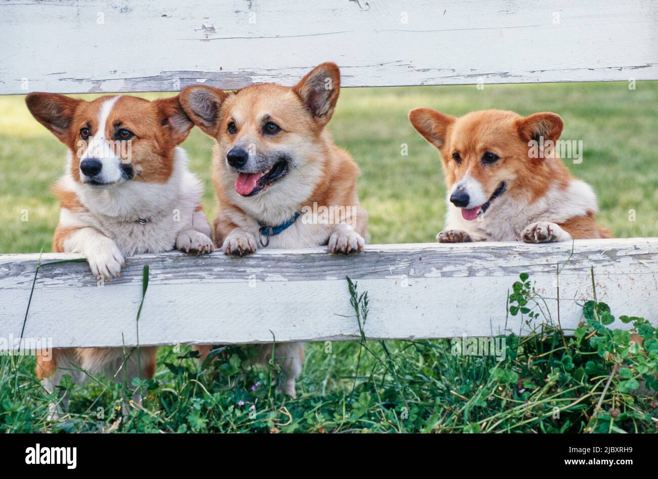 Three corgis peeking between fence Stock Photo - Alamy