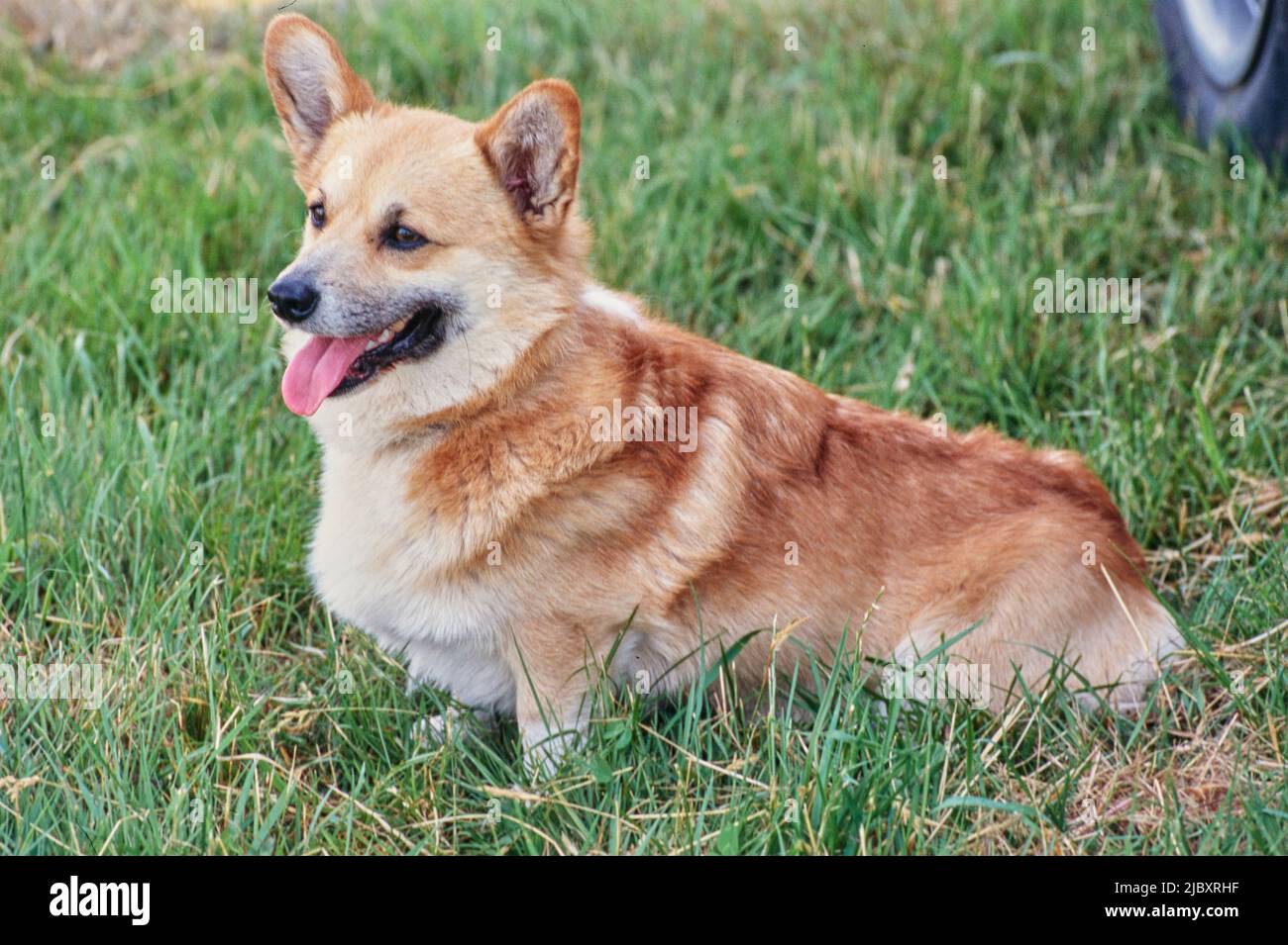 Corgi on grass Stock Photo - Alamy