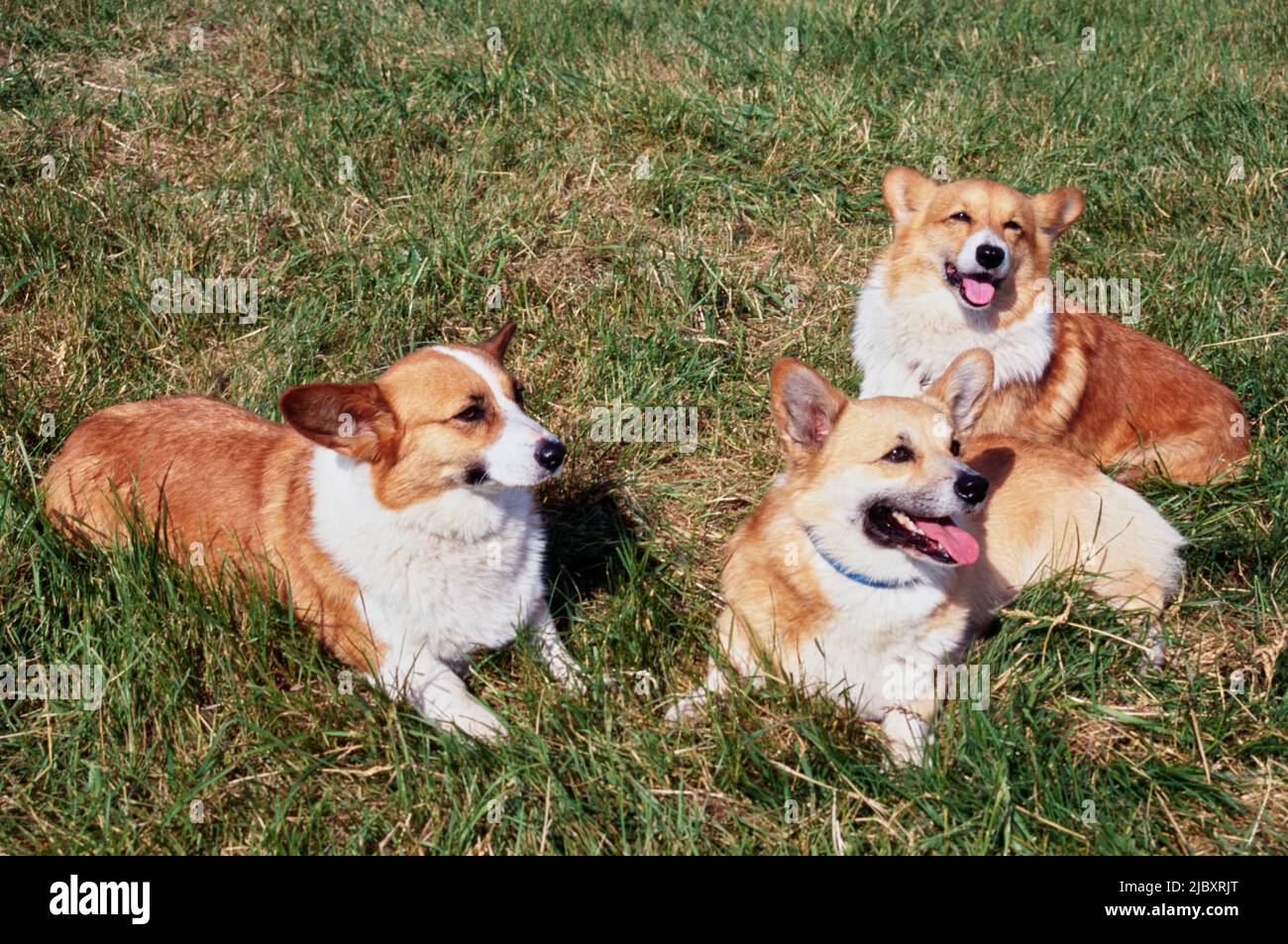 Corgis sitting hi-res stock photography and images - Alamy