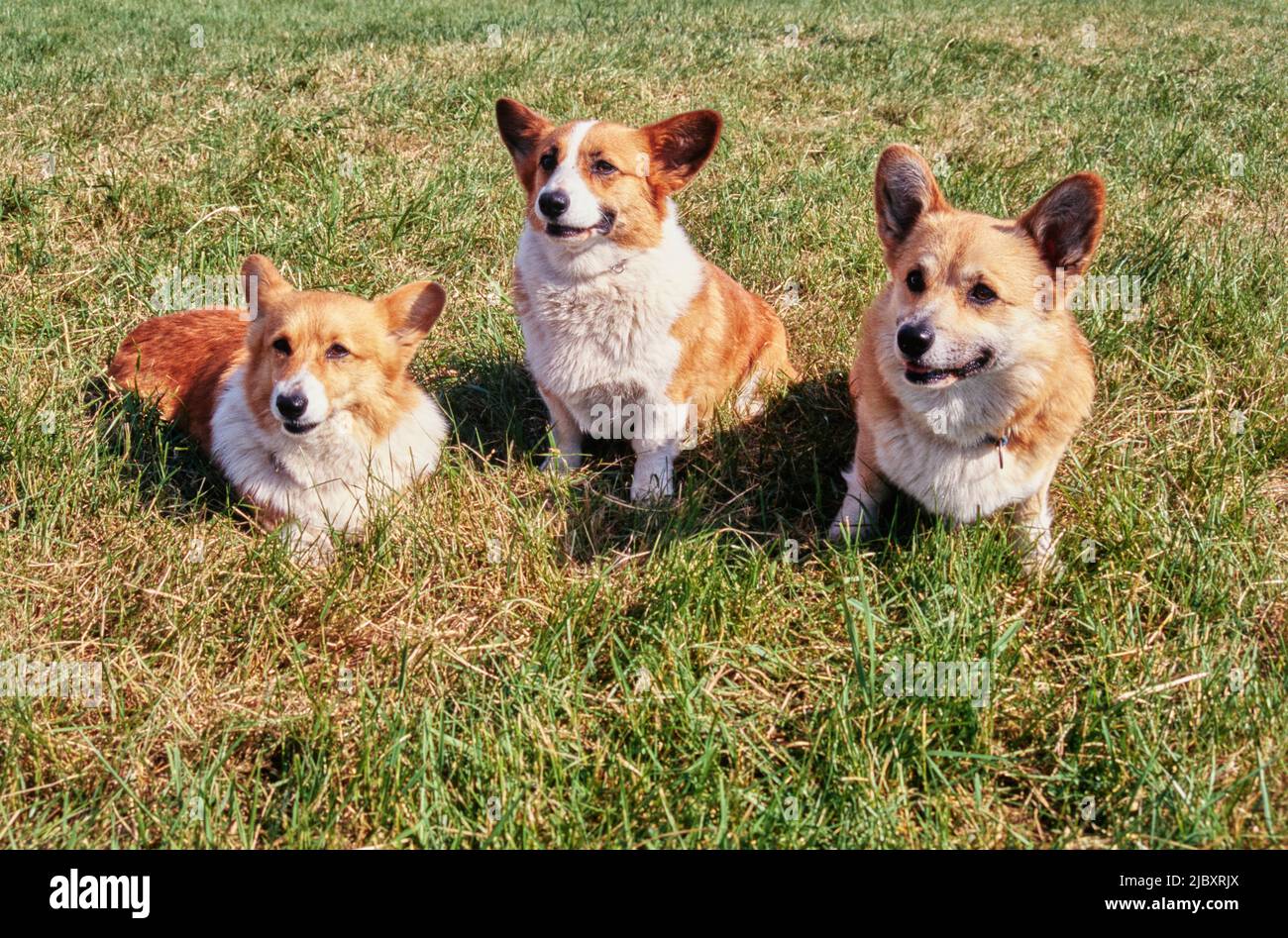 Three corgis sitting on grass Stock Photo - Alamy