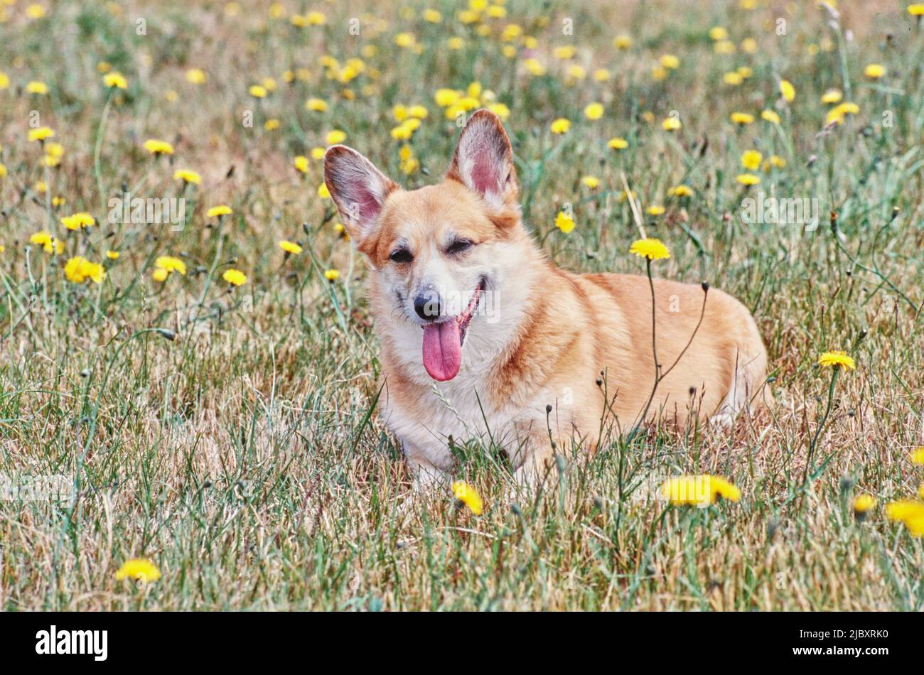 Corgi yellow flowers hi-res stock photography and images - Alamy