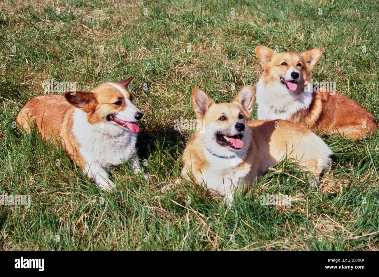 Three corgis sitting on grass Stock Photo - Alamy