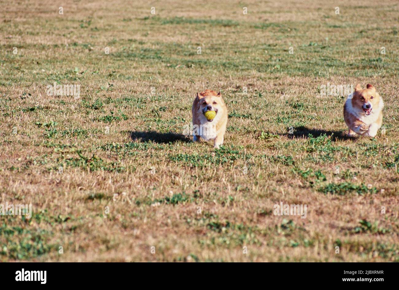 Corgis running in field with ball in mouth Stock Photo - Alamy