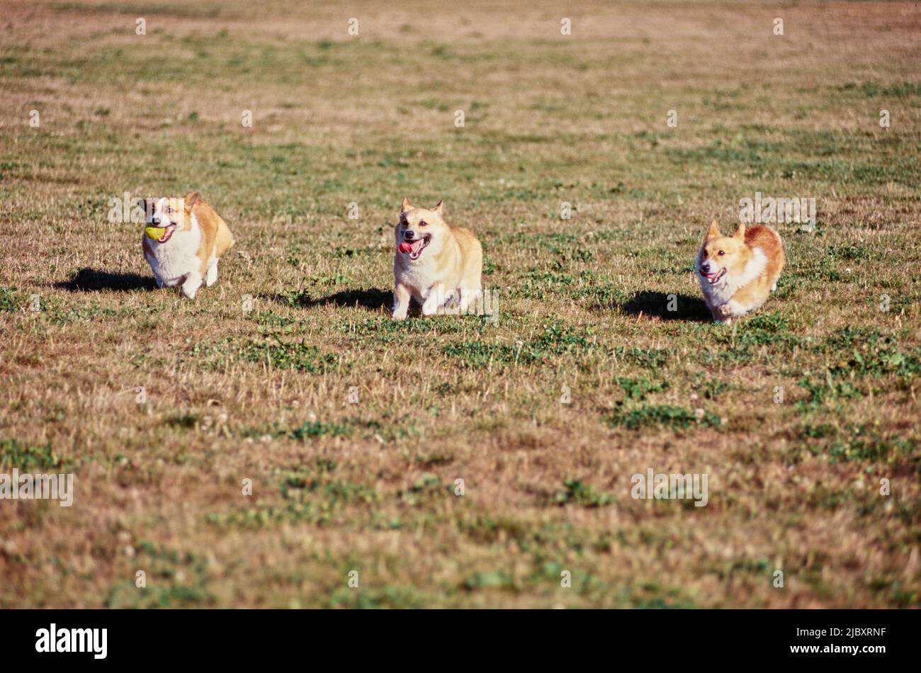 Corgis running in field with ball in mouth Stock Photo - Alamy