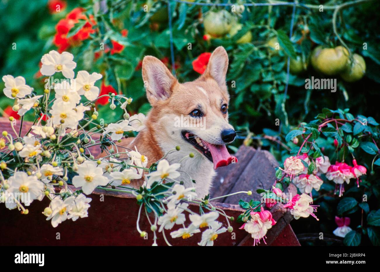 Dogs in wheelbarrow hi-res stock photography and images - Alamy