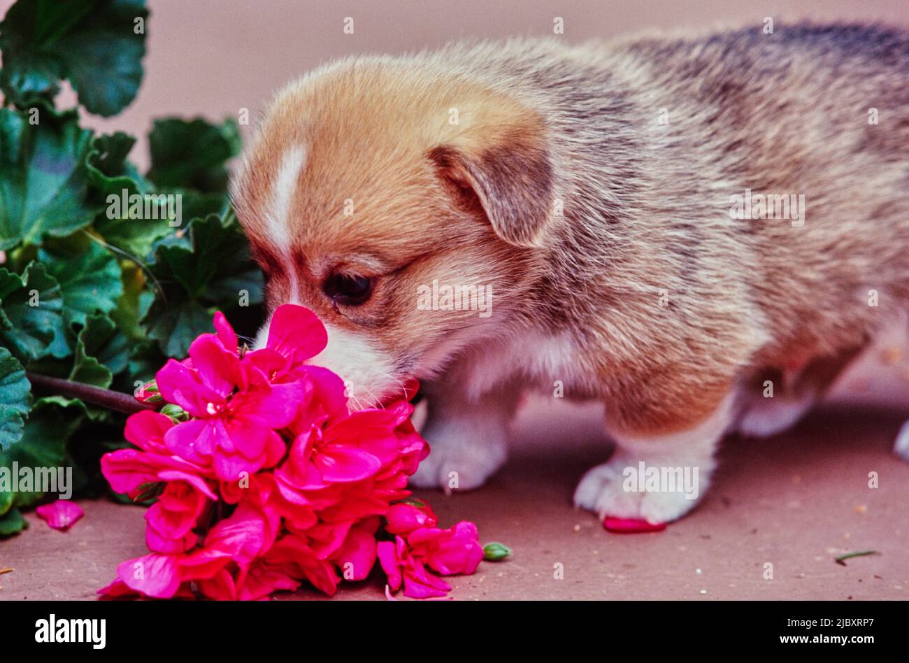 Dog sniffing flowers hi-res stock photography and images - Alamy