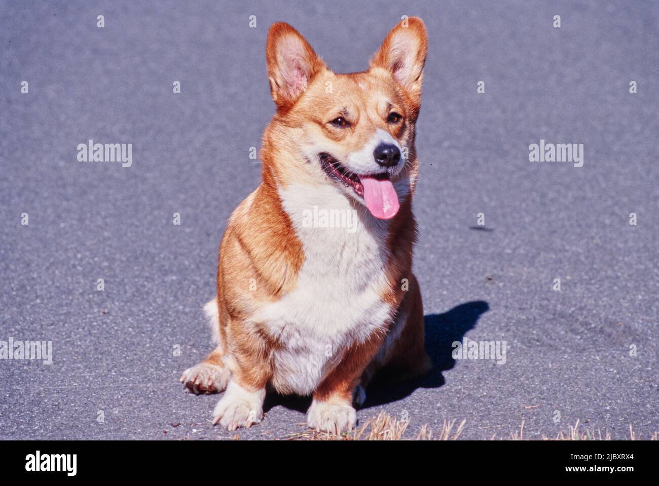 Corgi sitting on pavement Stock Photo - Alamy