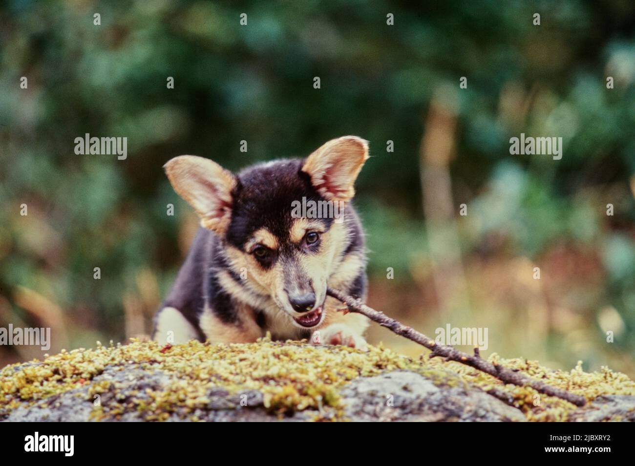 Corgi puppy on mossy rock chewing stick Stock Photo - Alamy