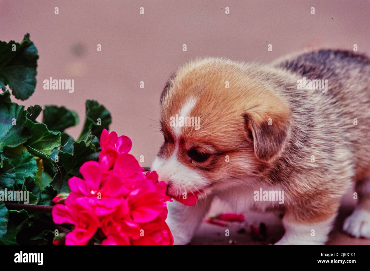 Chewing flowers hi-res stock photography and images - Alamy