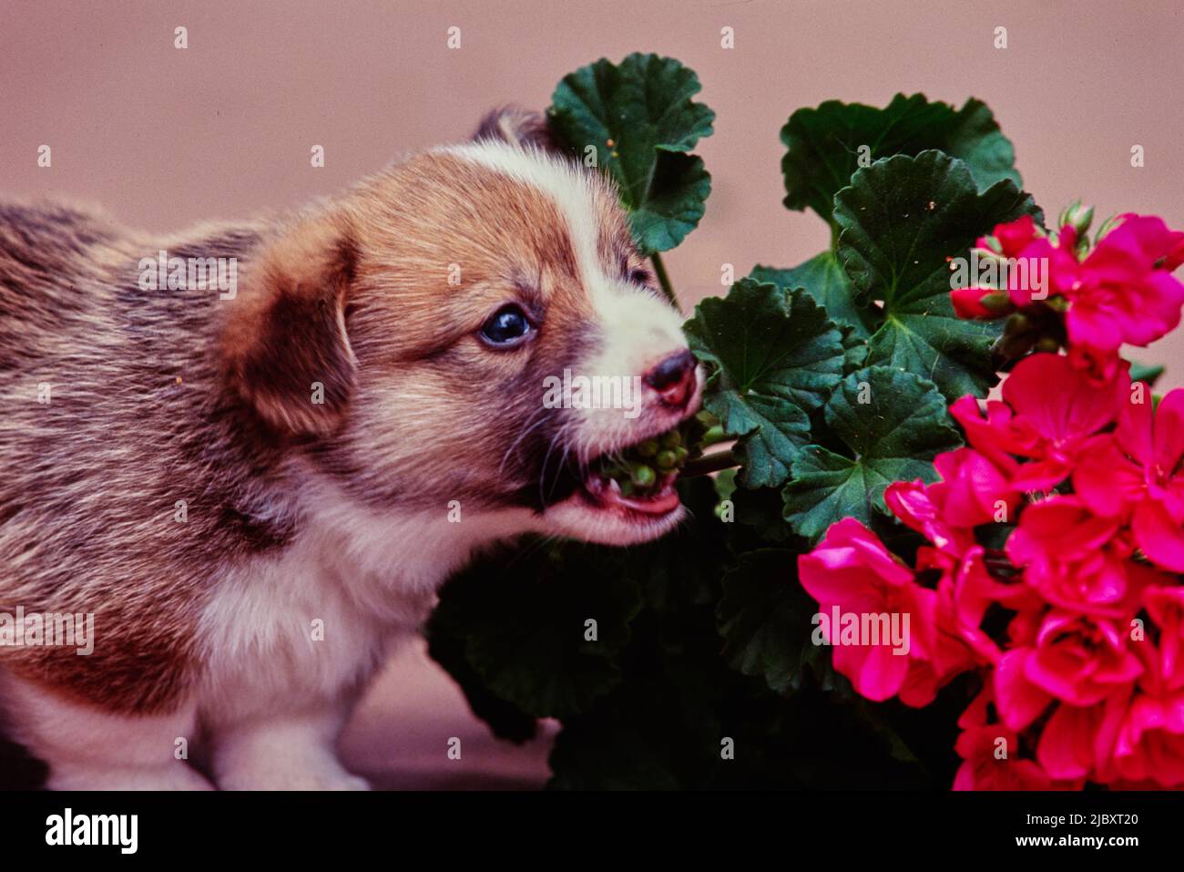 Chewing flowers hi-res stock photography and images - Alamy