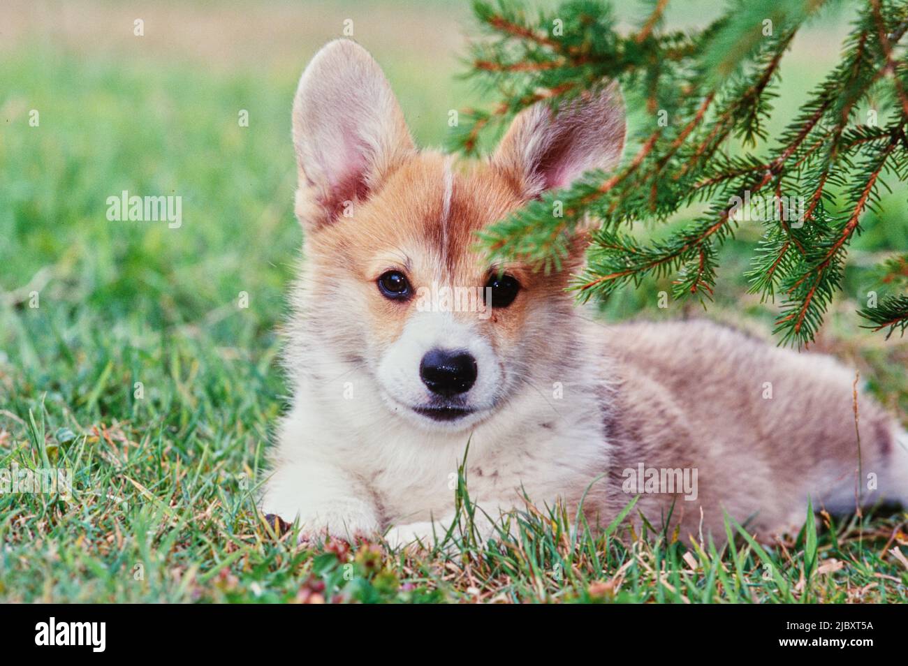 Corgi puppy laying in grass under pine tree Stock Photo - Alamy