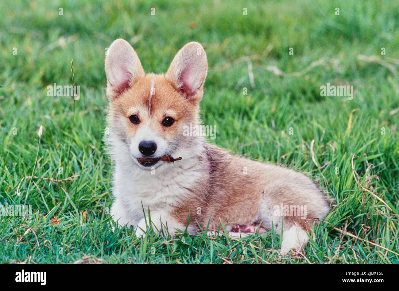 Corgi puppy laying in grass chewing on stick Stock Photo - Alamy