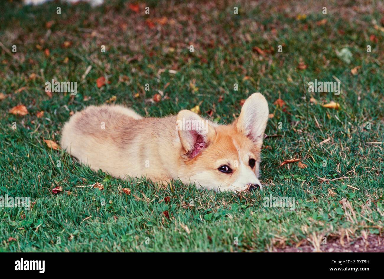 Corgi laying in grass Stock Photo - Alamy