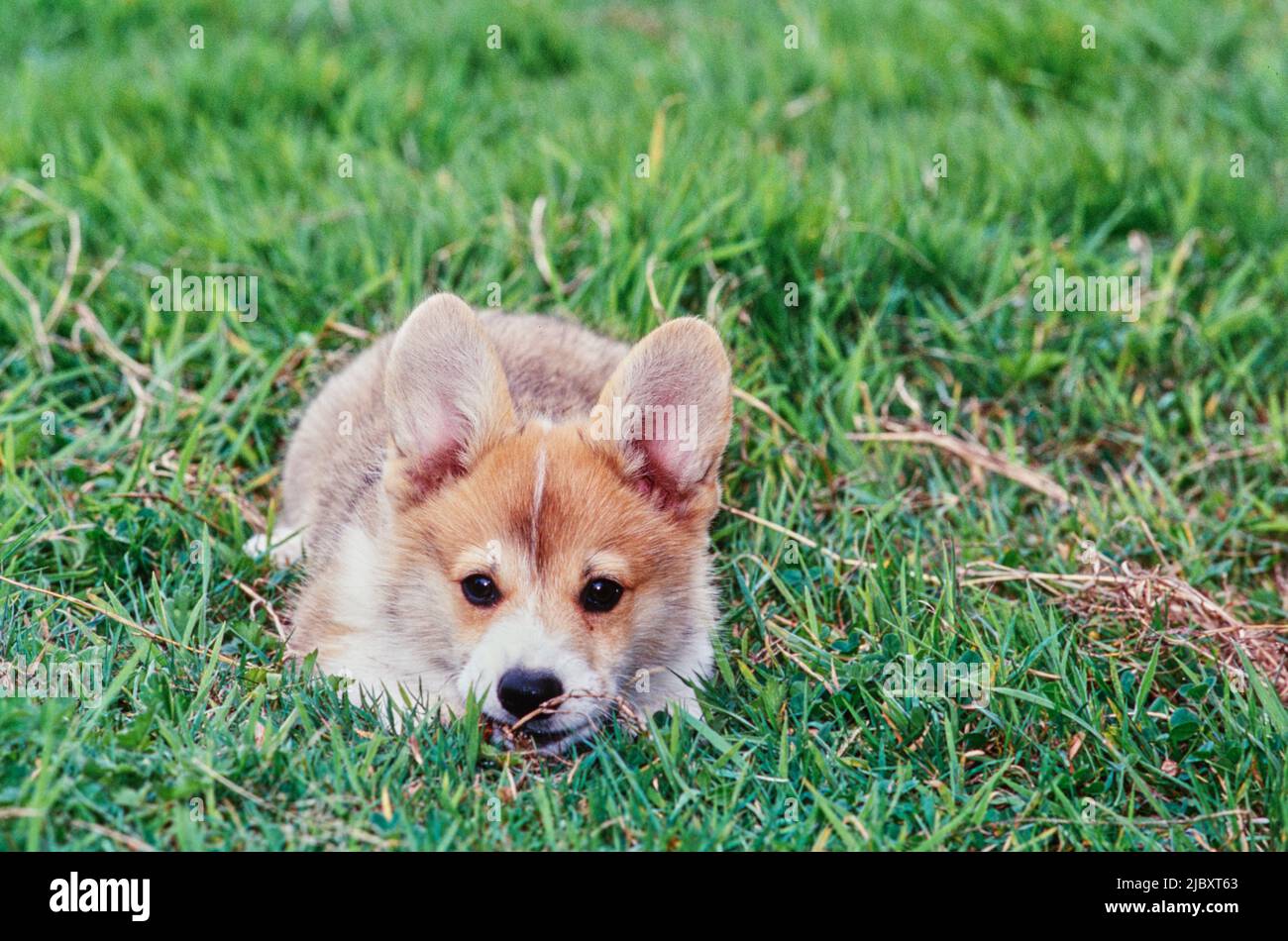 Corgi puppy laying in grass Stock Photo - Alamy