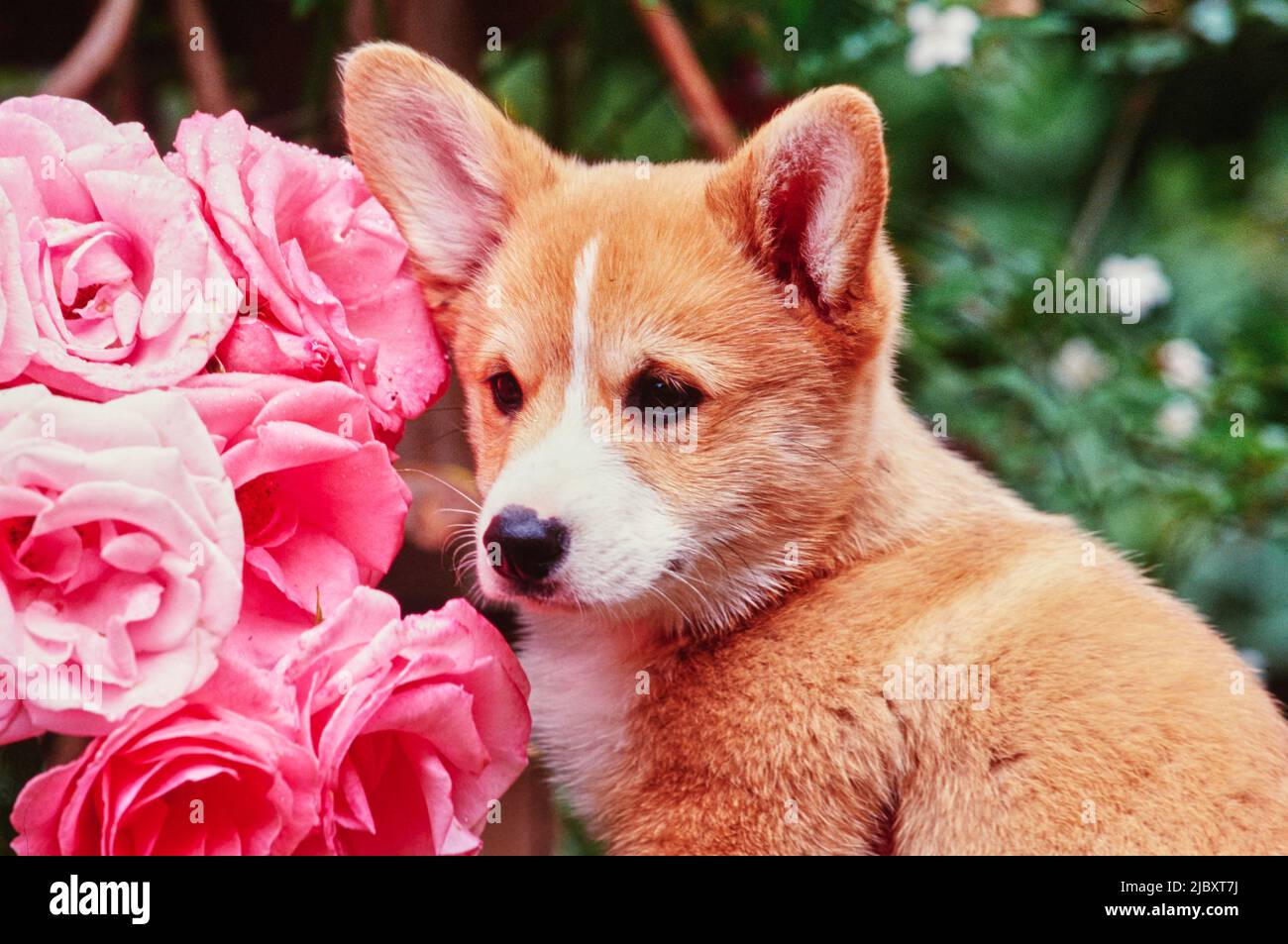 Corgi puppy in front of pink flowers Stock Photo - Alamy