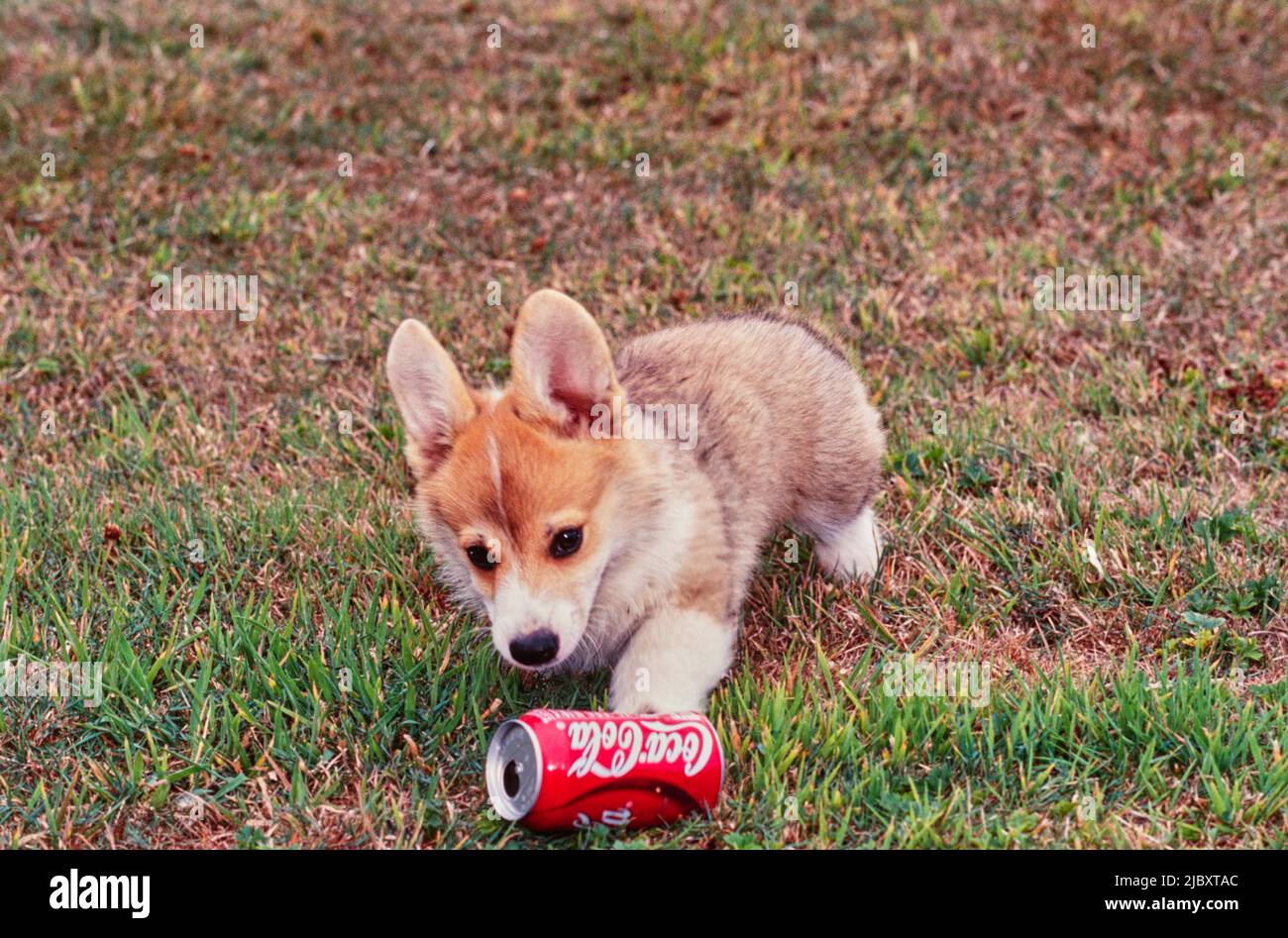 Corgi puppy in grass with Coca Cola can Stock Photo - Alamy