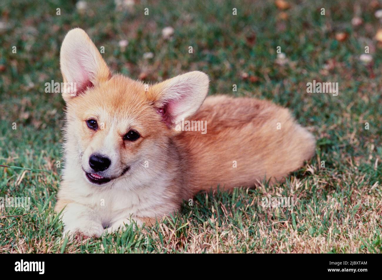 Corgi puppy in grass Stock Photo - Alamy