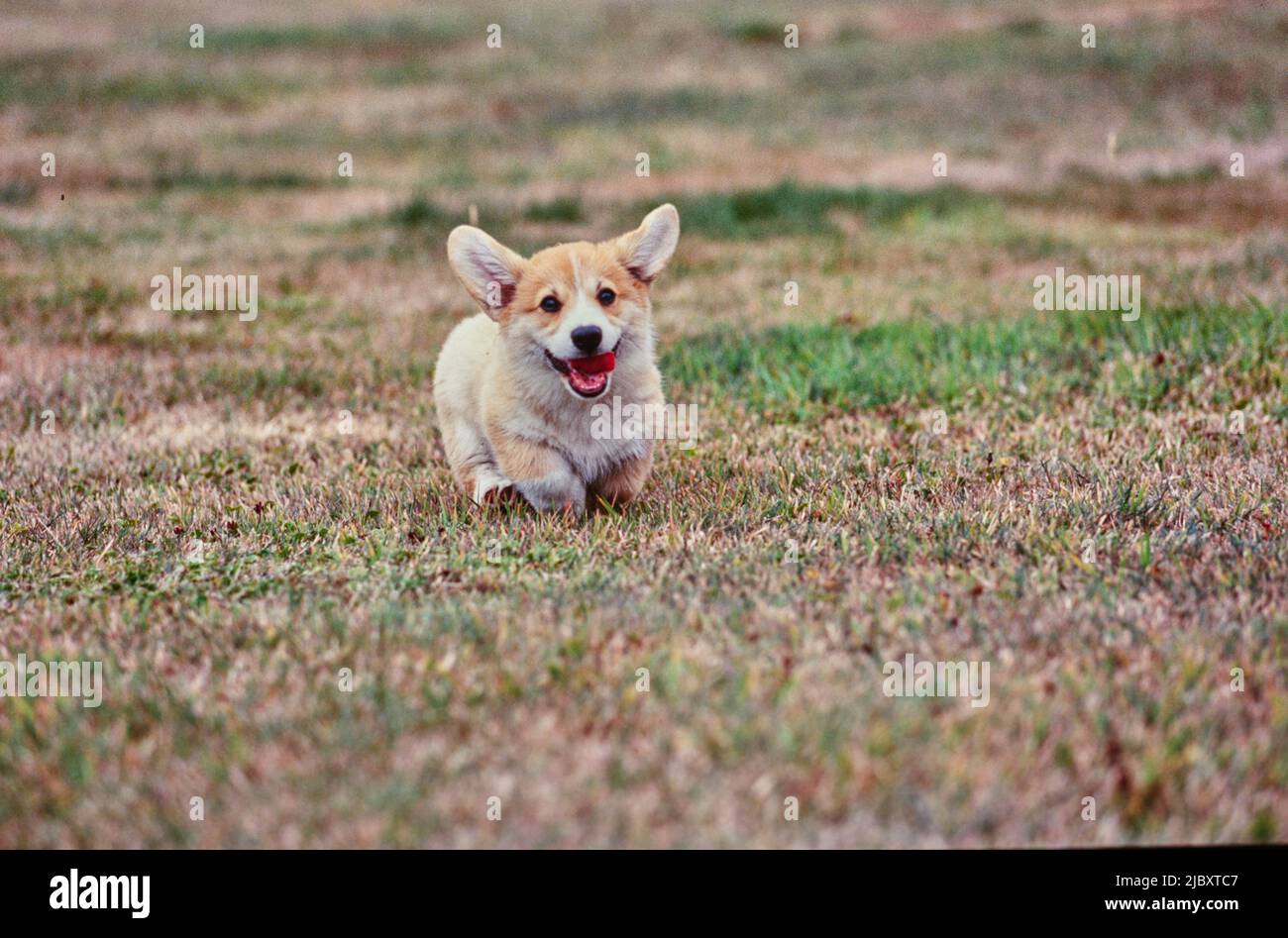 Are Corgis Good Running Partners