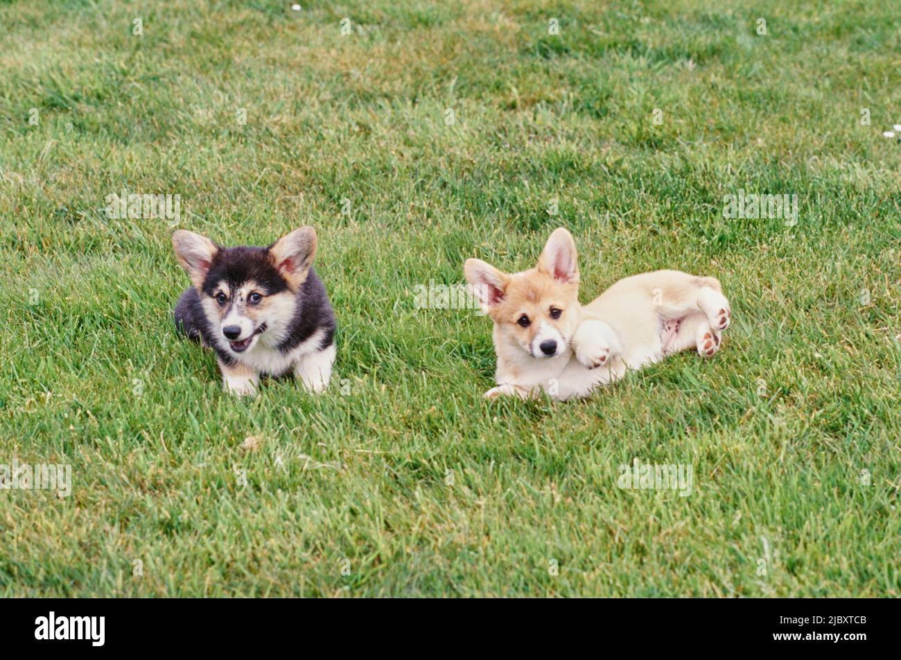 Corgi puppies in grass Stock Photo - Alamy