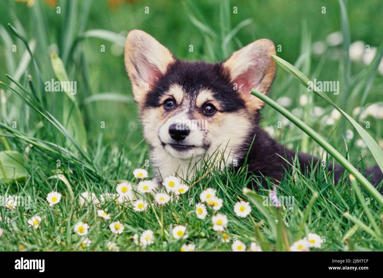 Corgi puppy in grass with white flowers Stock Photo - Alamy