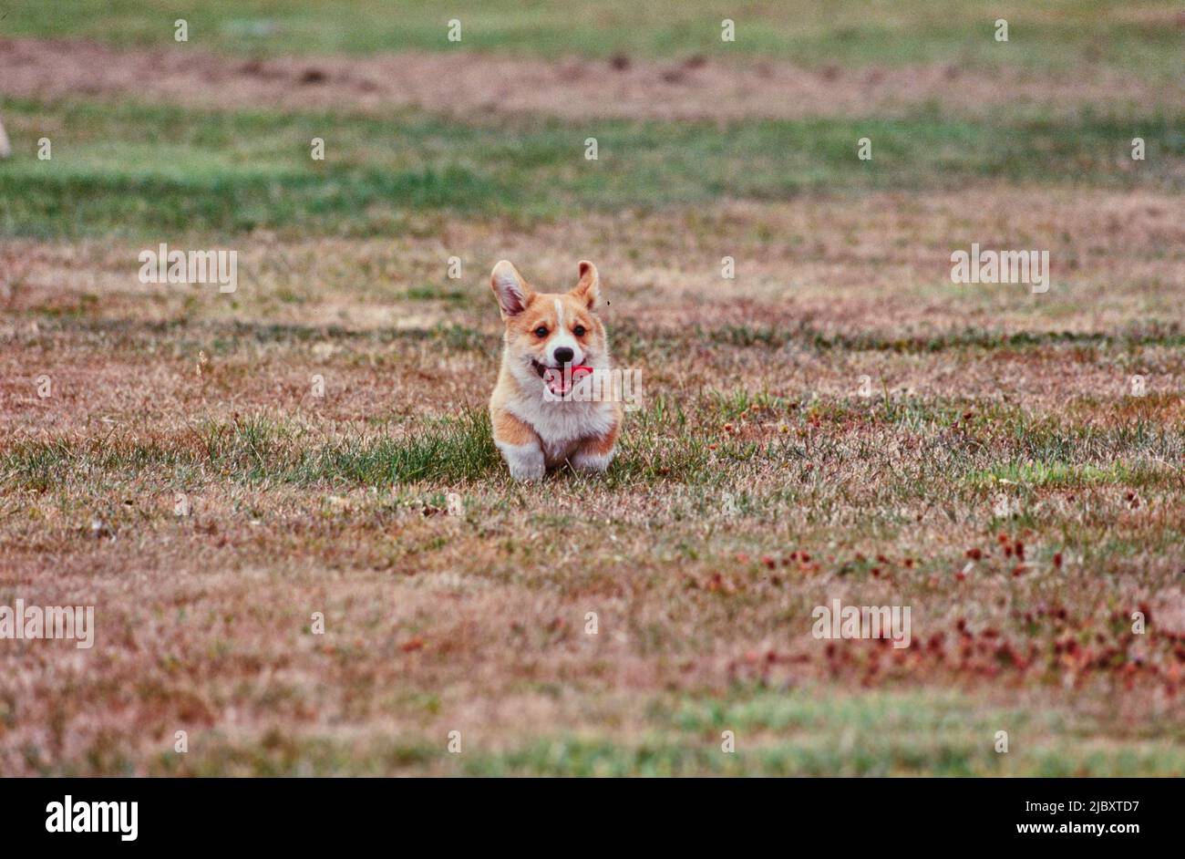 Corgi running in field Stock Photo - Alamy