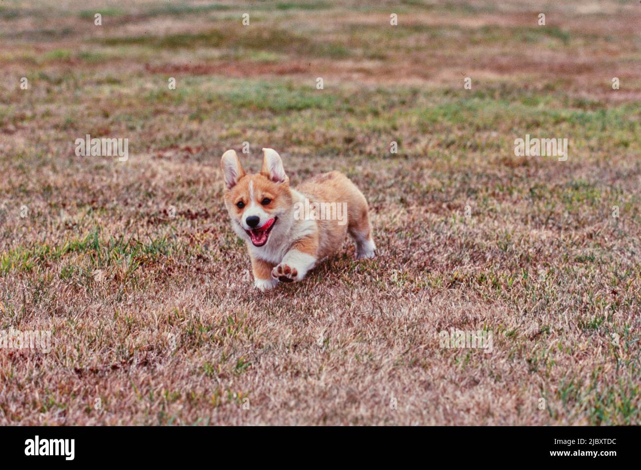 Running corgi hi-res stock photography and images - Alamy