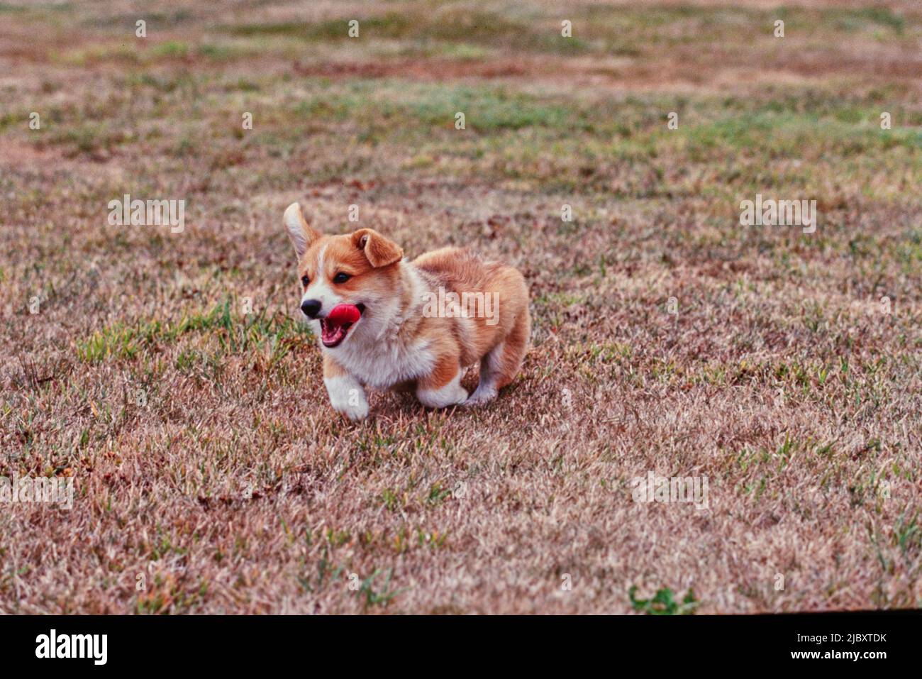 Running corgi hi-res stock photography and images - Alamy